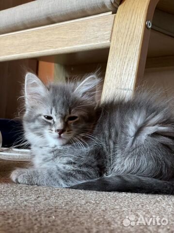 Пушистое чудо-юдо девочка 2,5 месяца