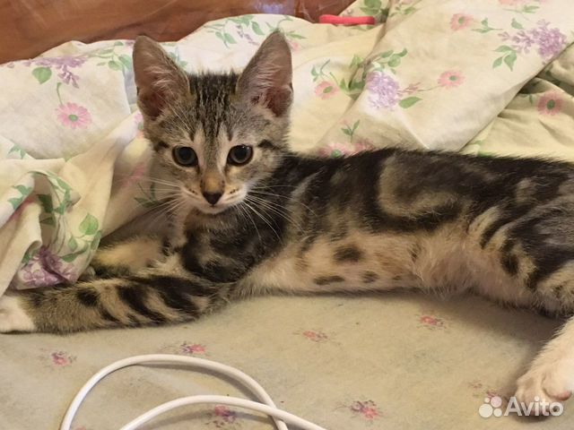 Котенок Бантик, 3 месяца