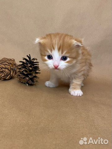 Котята в добрые руки мальчики
