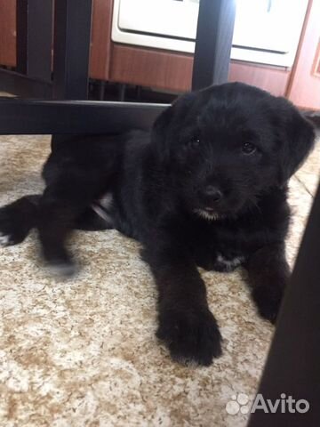 Щенок 1,5-2 месяца