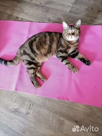 Кошки шотландцы