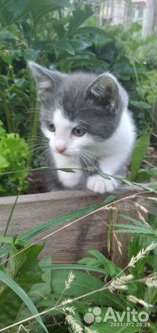 Кошка
