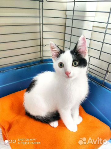 Белый с пятнышком котенок