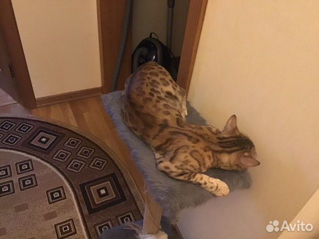Бенгальские котята спб