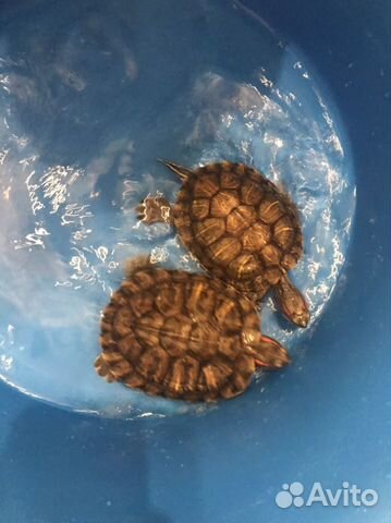 Морские черепашки