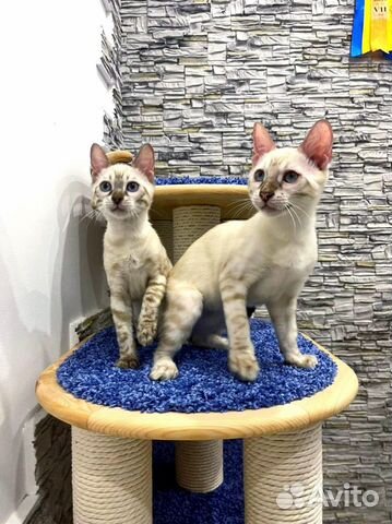 Снежный бенгальские котики с док-ми