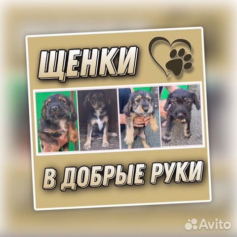 Щенки, помесь спаниеля В добрые руки