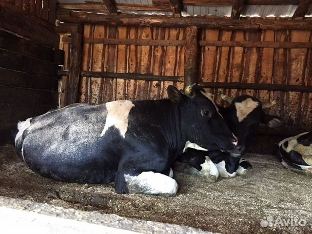 Продам быков