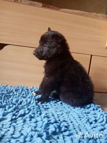 Бельгийская овчарка малинуа