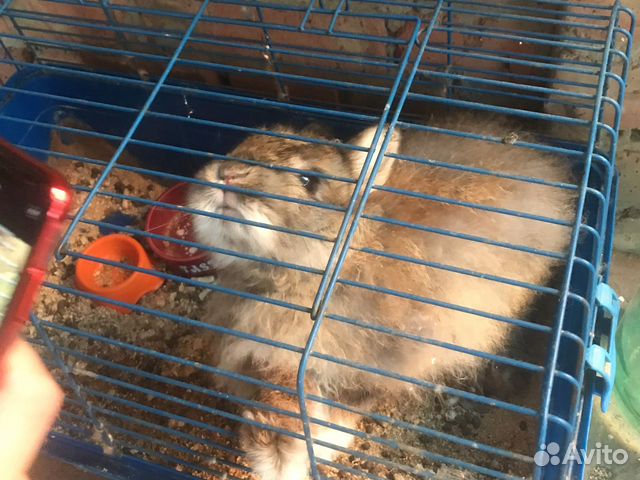 Кролик Ангорский