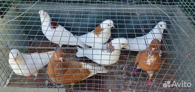 Голуби ижевские