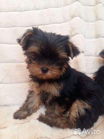 Щенки йоркширский терьера мини