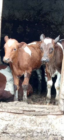 Продам теленка(бычка)