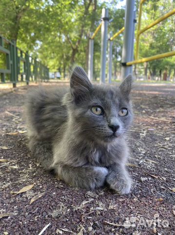 Котенок Очень нужен дом Пушистая, серая девочка