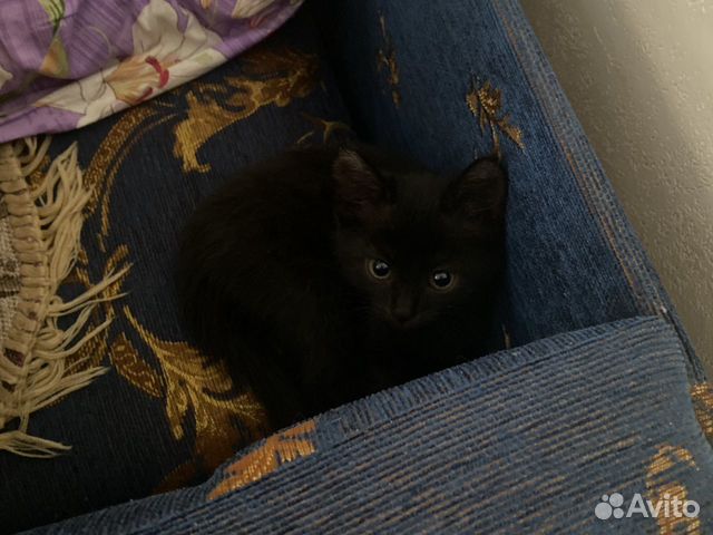 Отдам в добрые руки