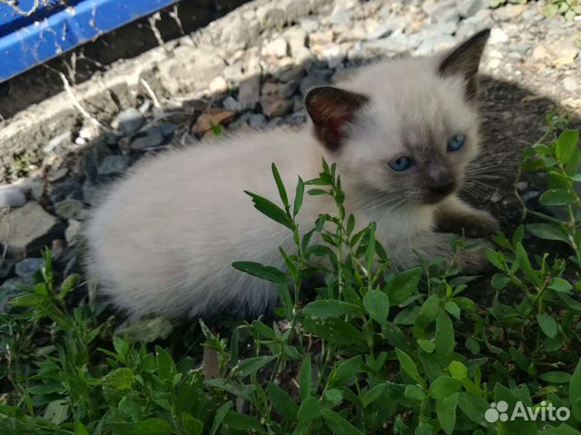 Кошка в дар