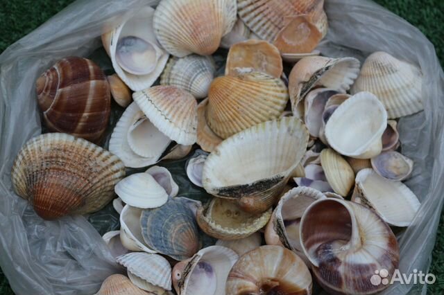 Морские ракушки, раковины улитки, натуральные