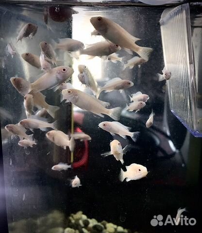 Малавиские цихлиды снежный принц