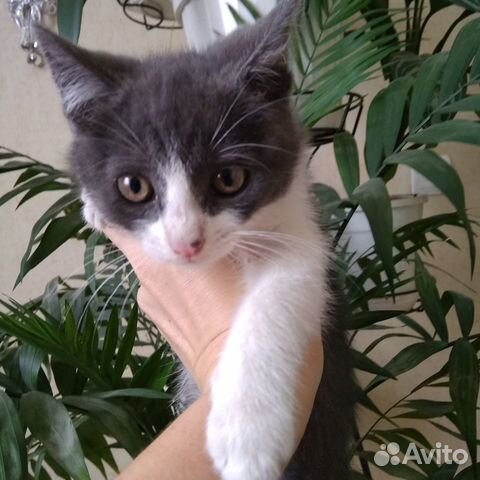 Кошка в дар