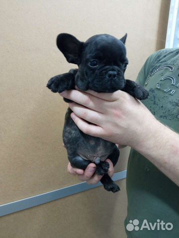 Французский бульдог щенки мальчики с документами