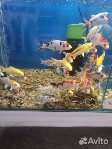 Японский карп кои