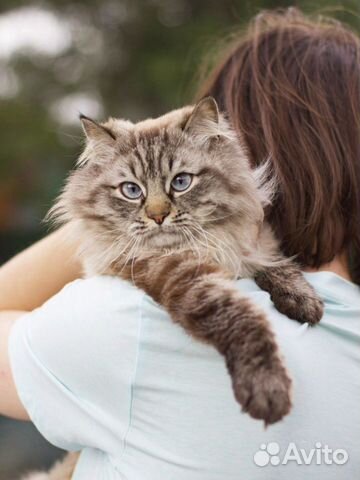 Плюшевый и ласковый котик в добрые руки