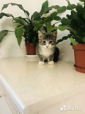 Котенок в добрые руки