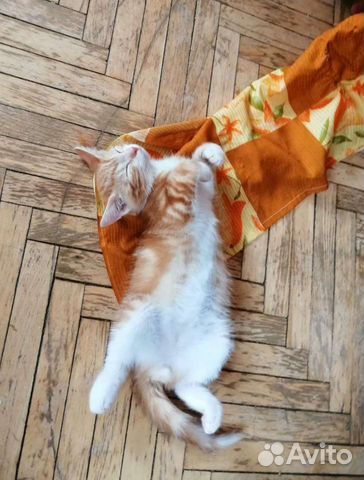 Рыжий котенок
