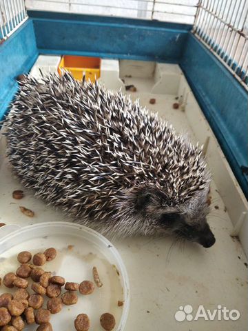 Продаётся ёж европейский, лесной