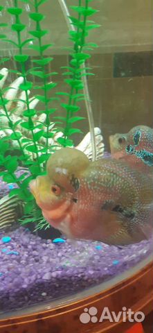 Рыбы для аквариума Диксовые хорны (пара)