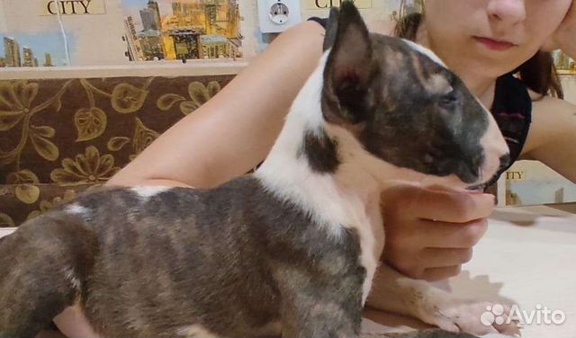 Бультерьер тигруша