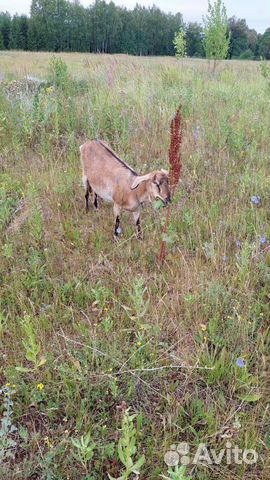 Альпийские козы