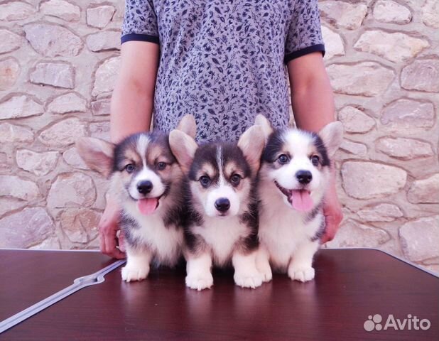 Очаровательные щенки вельш корги пемброк