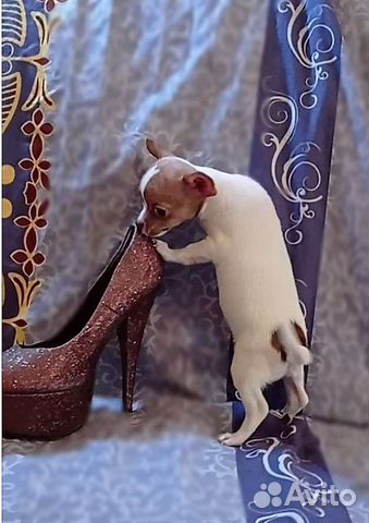 Чихуашечка малявка