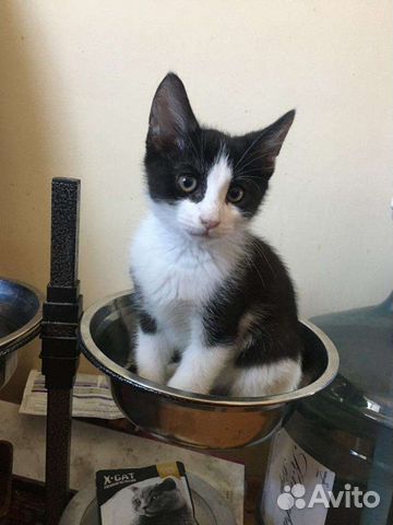 Котик Пашка