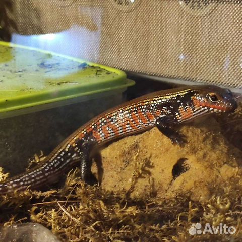 Сцинк огненный Фернана