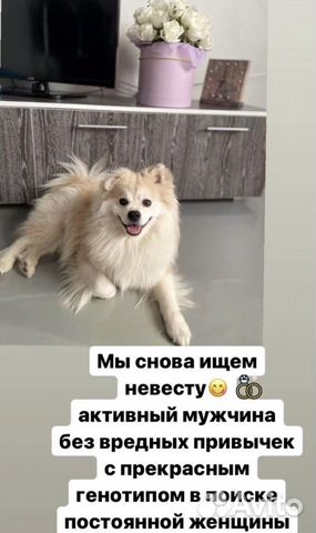 Немецкий шпиц вязка