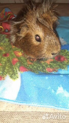 Морские свинки с клеткой