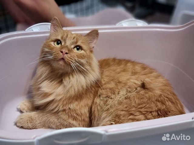 Шикарный рыжий пушистый кот Чубака 2 года, кастрир