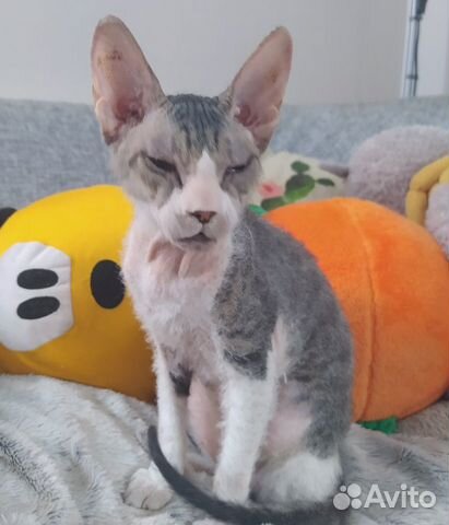 Донской сфинкс в добрые руки