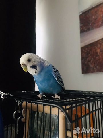 Волгистый попугай