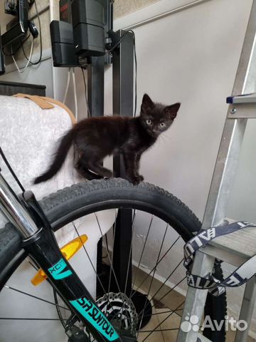 Отдам в добрые руки котенка