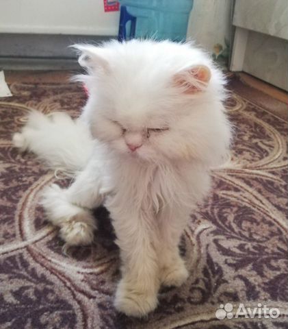 Найден кот