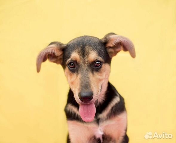 Шанни ищет дом Щенок в добрые руки