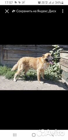 Собака стерилизованная