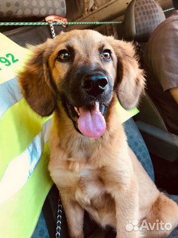 Щенок в добрые руки