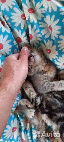 Отдам в добрые руки серого котёнка прикольная 3х ц