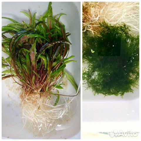 Аквариумная прополка - Криптокорина, мох