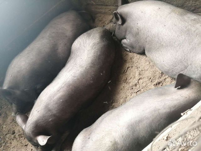 Поросенок на мясо
