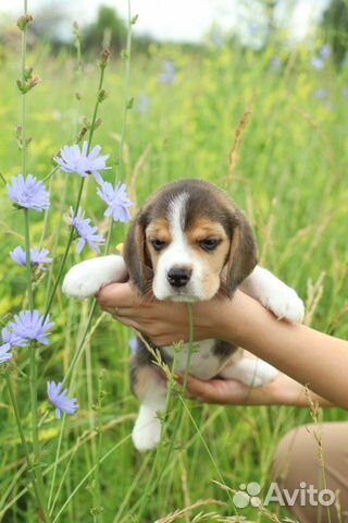 Щенки бигль девочки